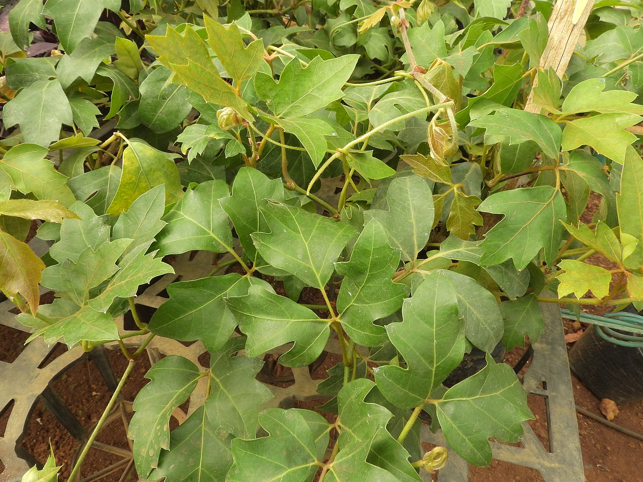 Unusual and Exotic Vine Seeds From Around the World