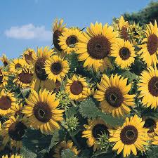 Jim's Favorite Sunflower Seeds