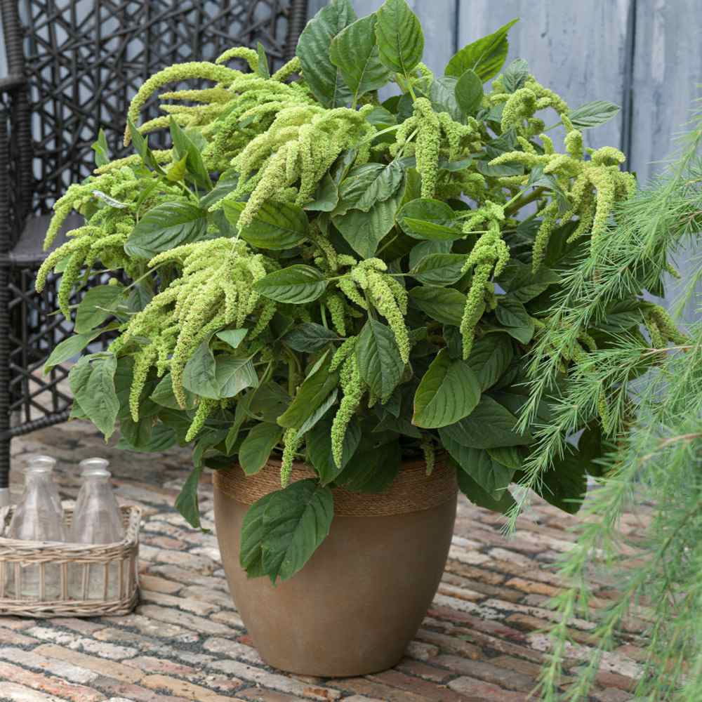 Jim's Favorite Amaranthus Flower Garden Seeds