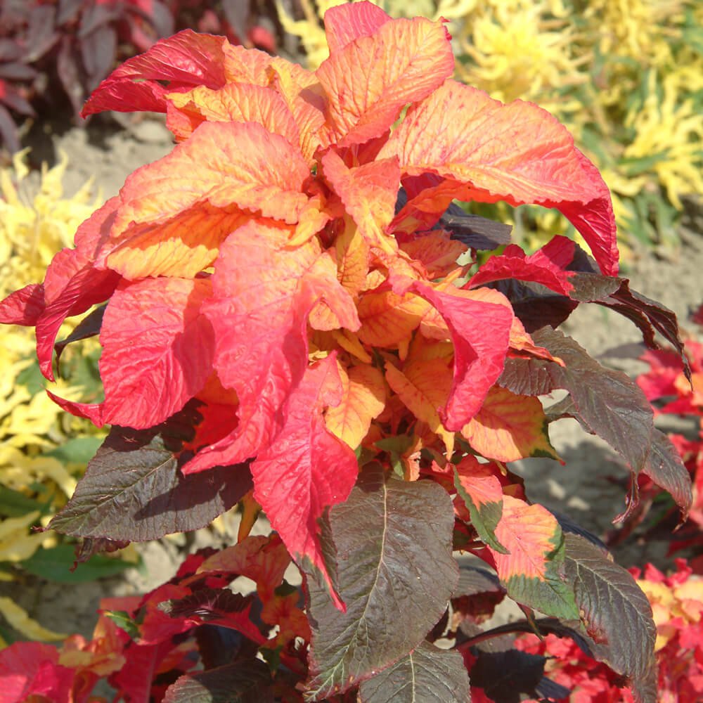 Jim's Favorite Amaranthus Flower Garden Seeds