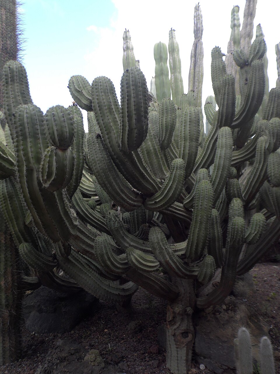 Unusual and Exotic Cacti Plants from Seeds