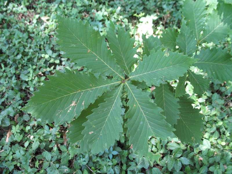 Russian Oak Tree