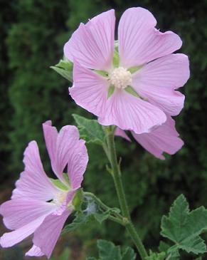 Lavatera Seed Selections