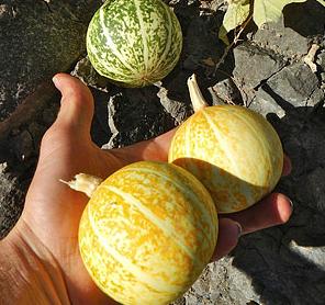 Gourd Seed List
