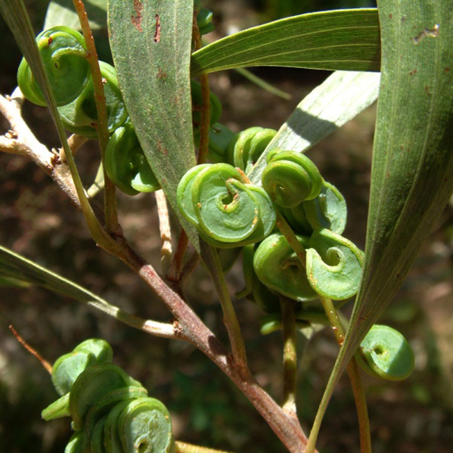 Acacias Seeds from around the world in Retail Packs
