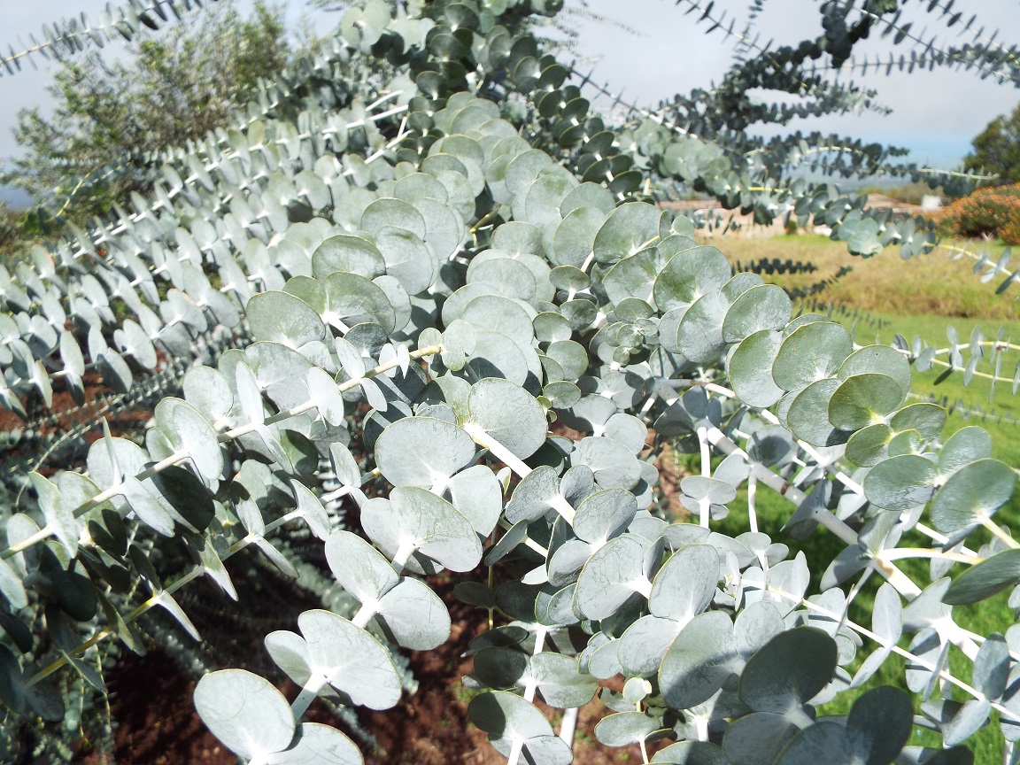 Eucalyptus Seeds from around the world